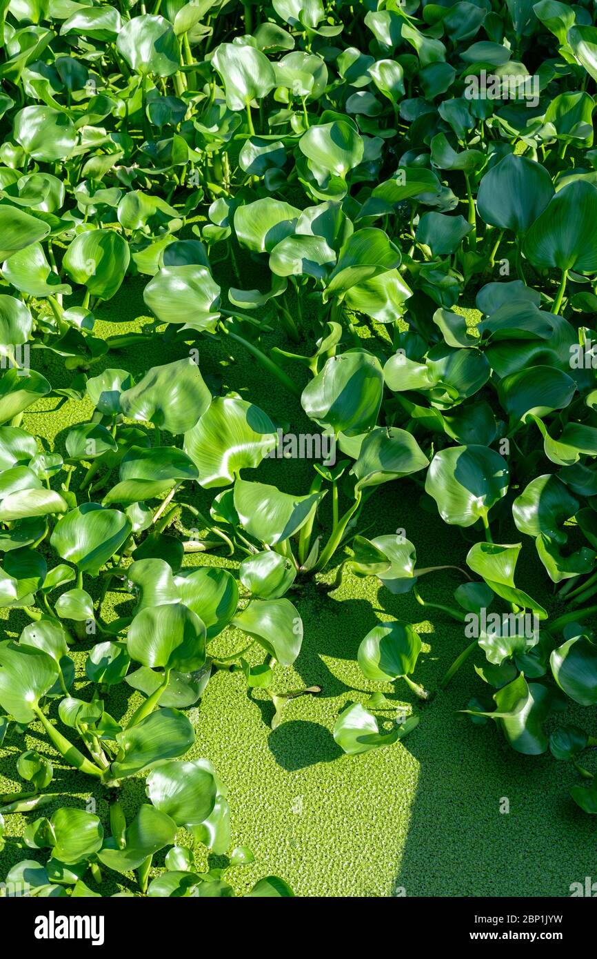 Water hyacinth, weed, duckweed in the river. Water Environmental ...