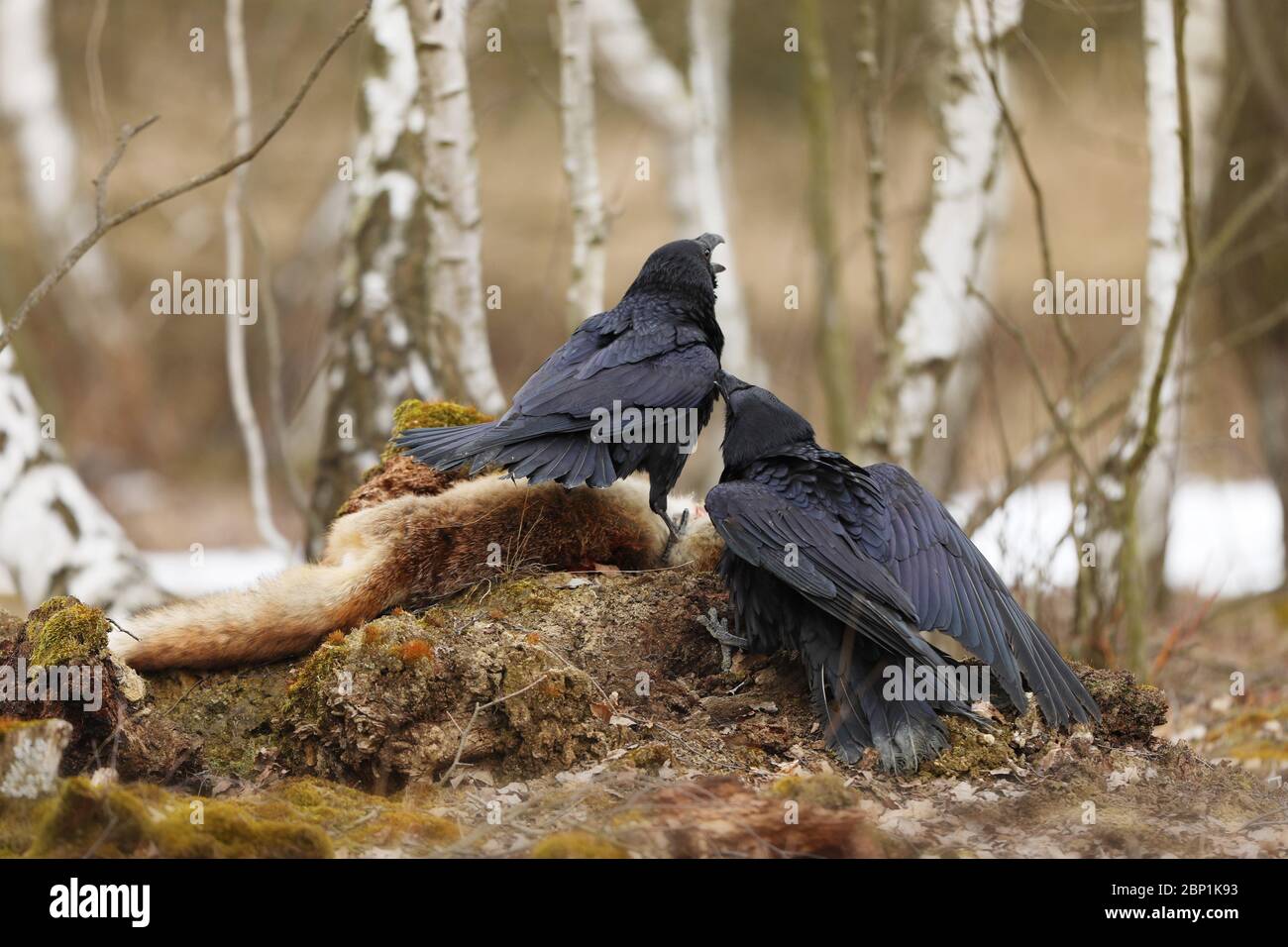Raven with prey hi-res stock photography and images - Alamy
