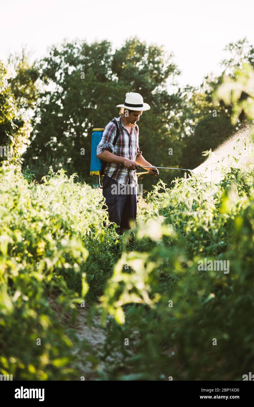 Young farmer spraying organic fertilizer with manual pump tank Stock ...