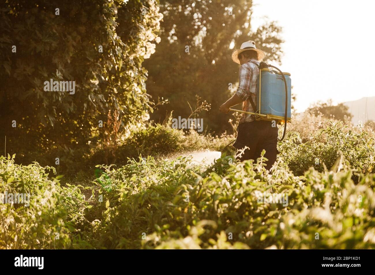 Young farmer spraying organic fertilizer with manual pump tank Stock ...