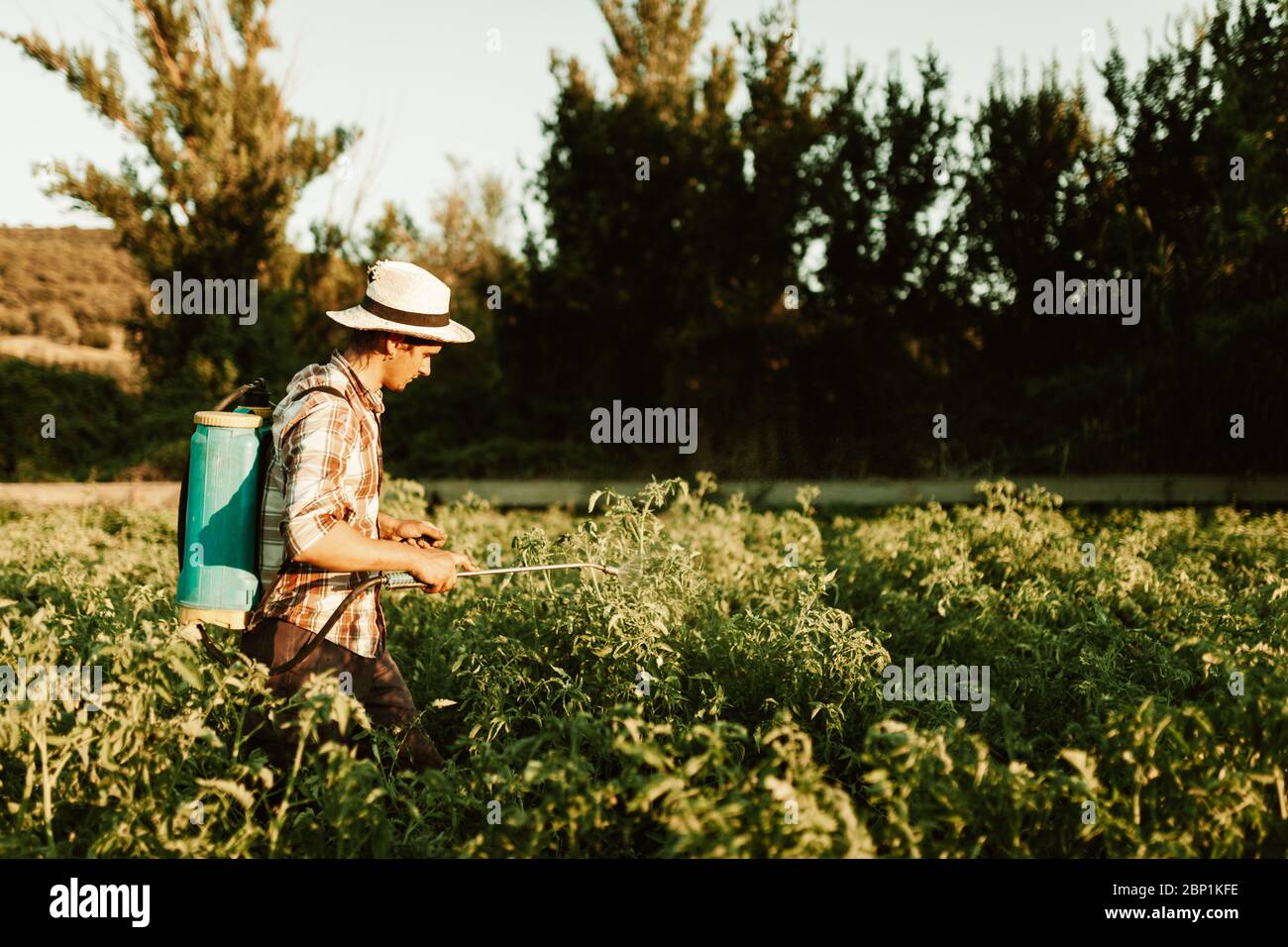 Young farmer spraying organic fertilizer with manual pump tank Stock ...