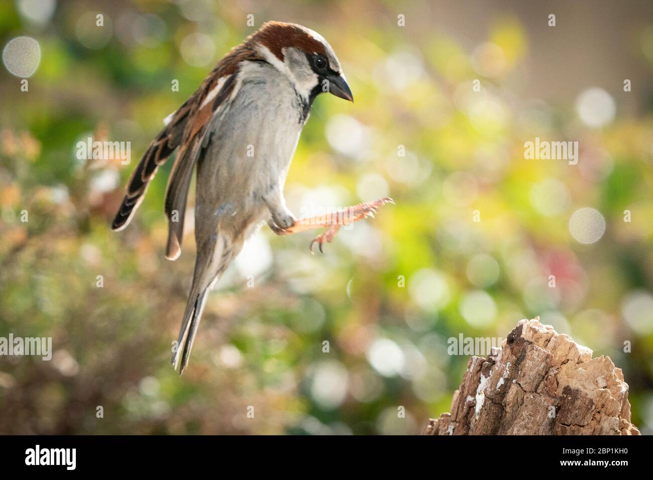 sparrow in flight close up Stock Photo - Alamy