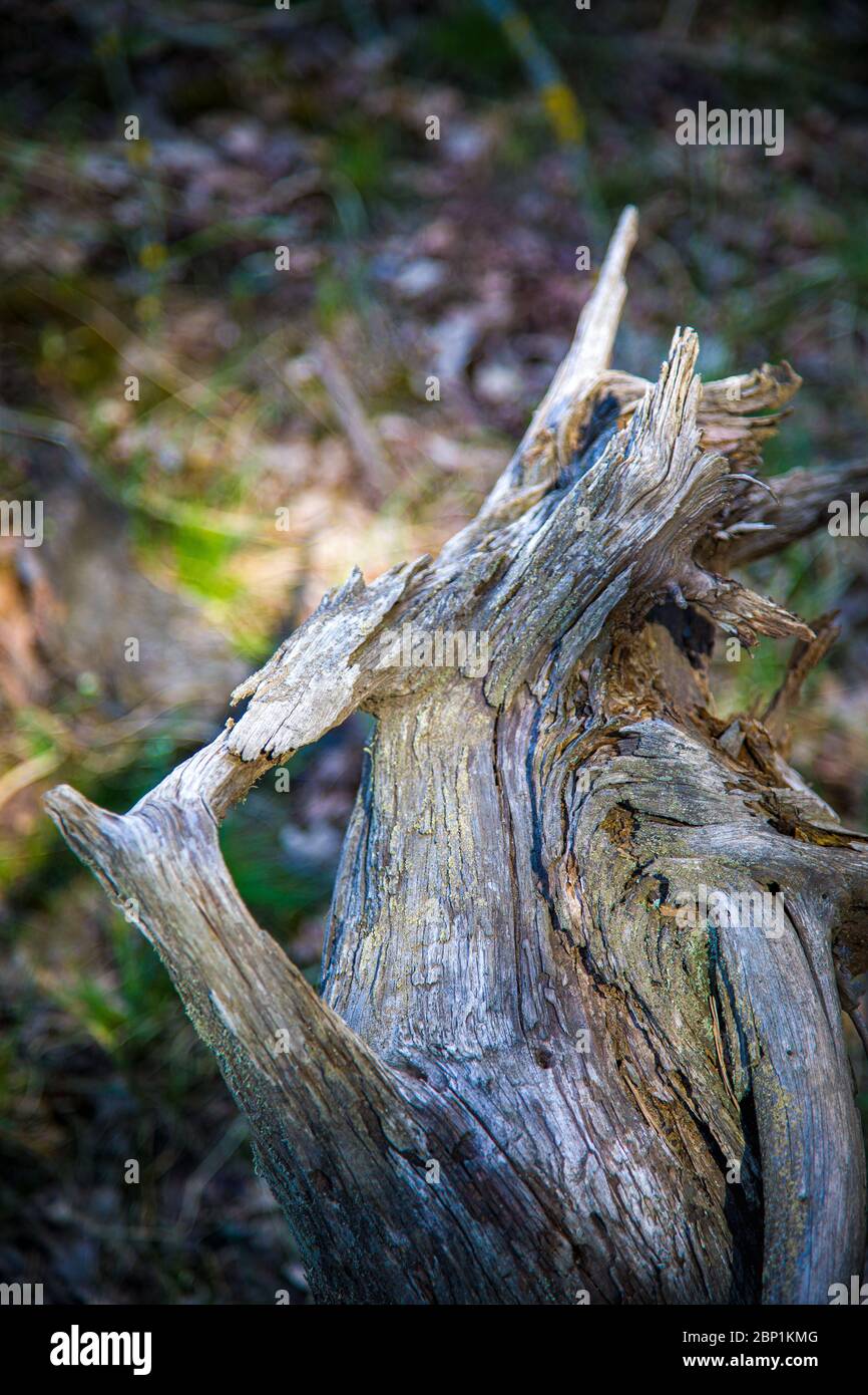 Tree stump sculptures hi-res stock photography and images - Alamy