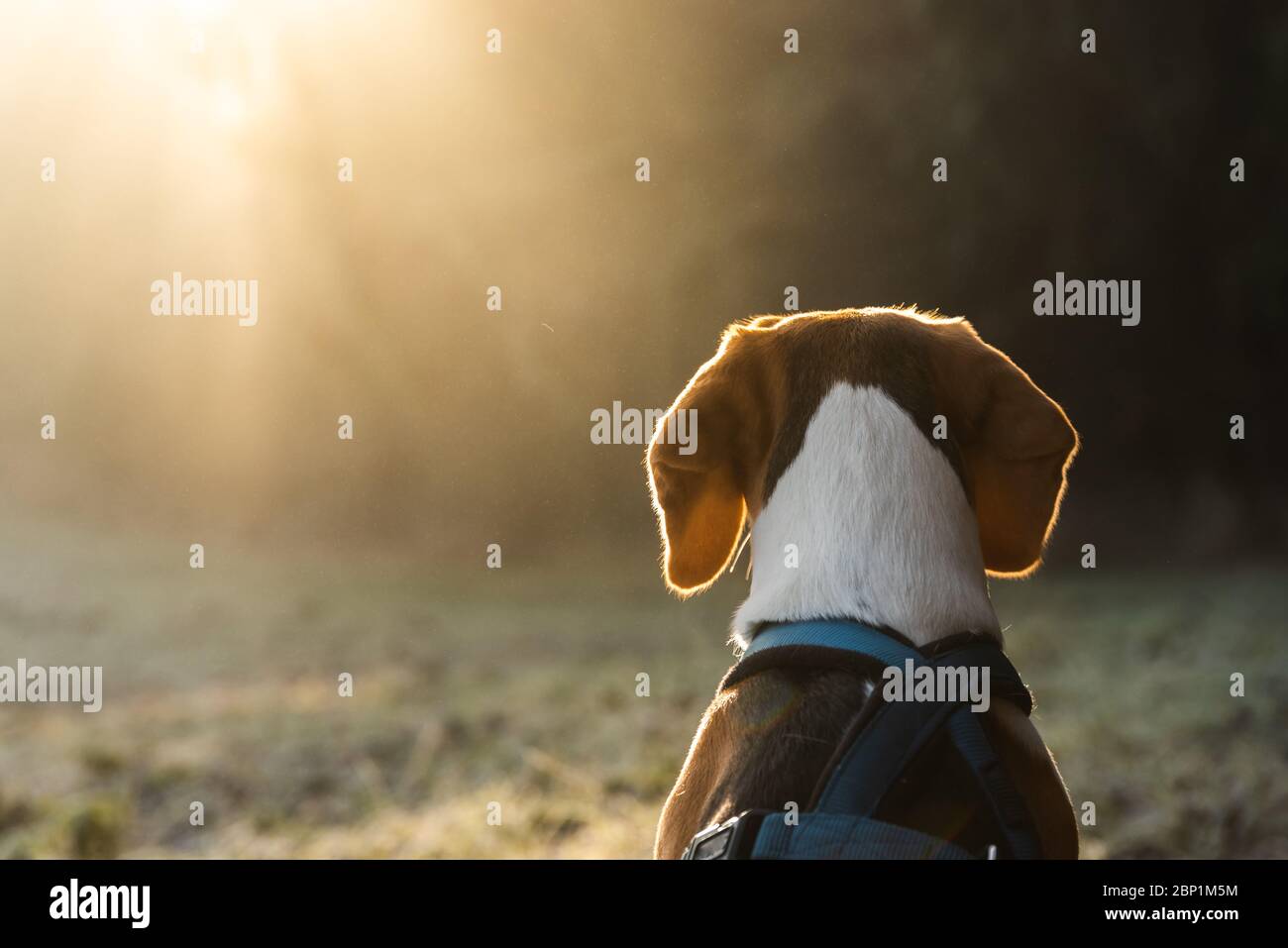 Beagle dog on field in the morning looking into sun rays in forest ...