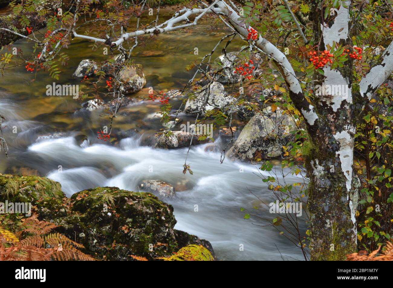 The river Finnan in Glen Finnan during autumn, Scotland Stock Photo - Alamy