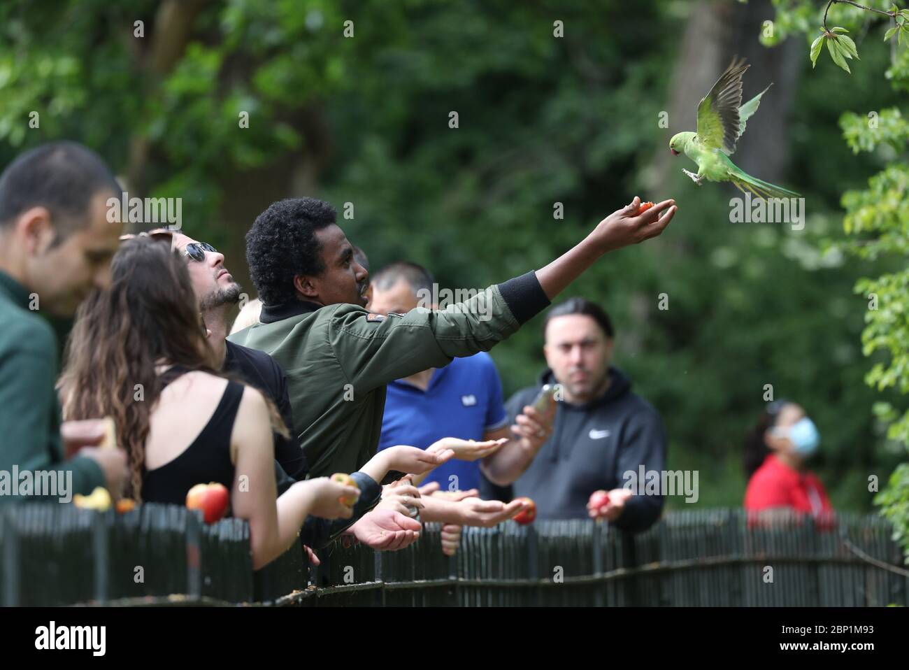 Feeding parakeets in hyde park hi-res stock photography and images - Alamy