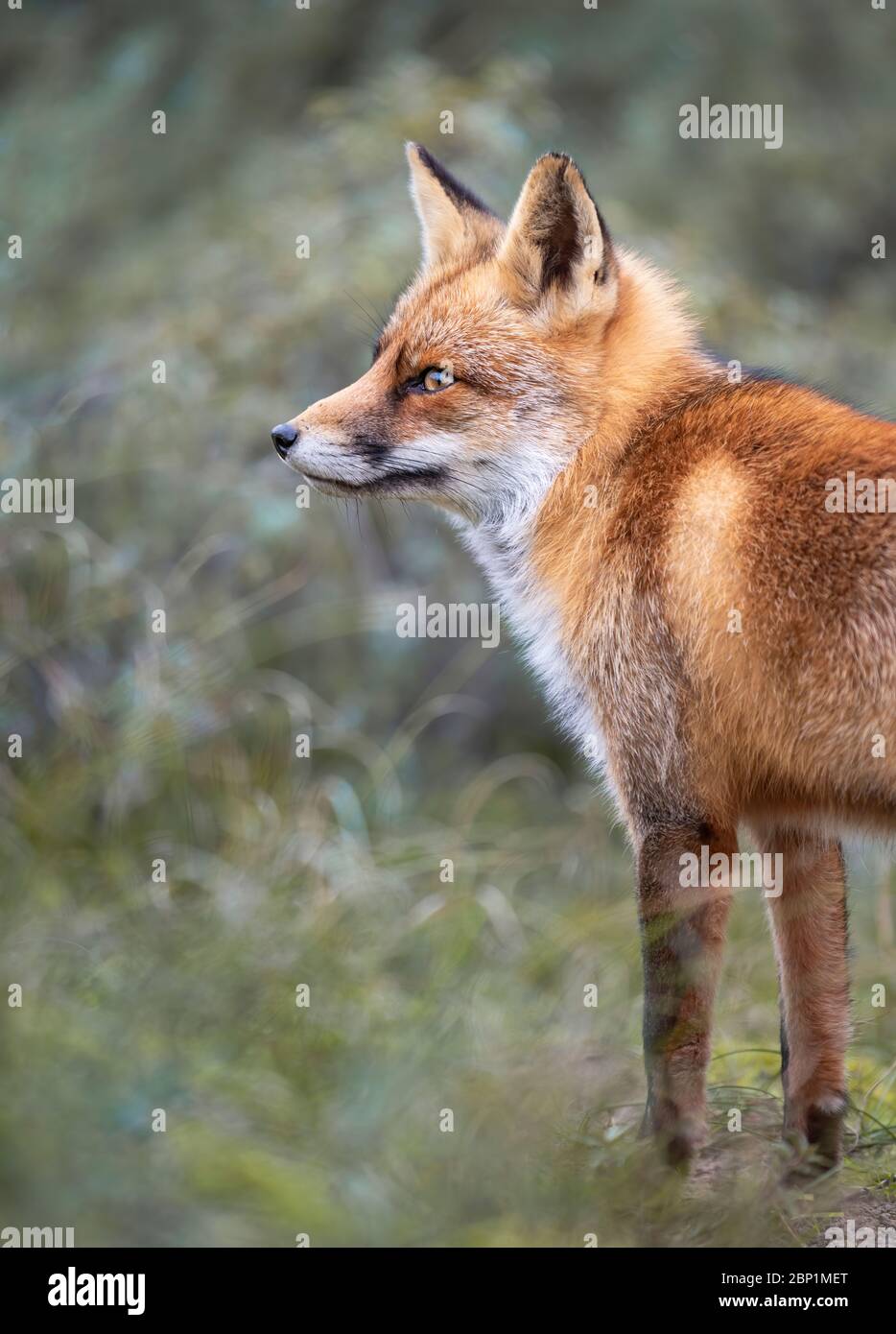 Red fox bushy tail hi-res stock photography and images - Alamy