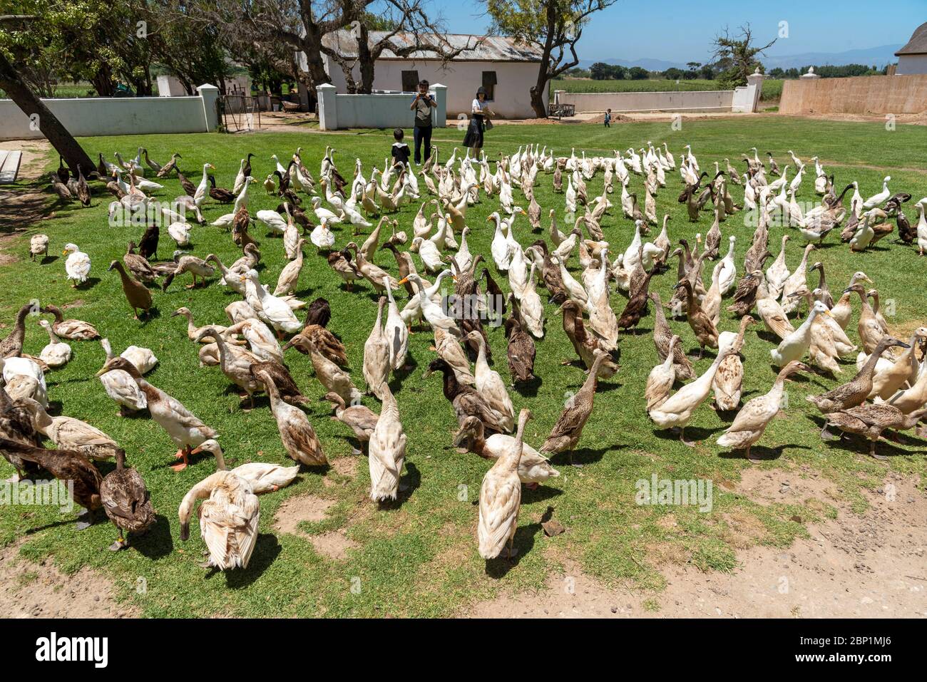 Indian runner ducks hi-res stock photography and images - Alamy