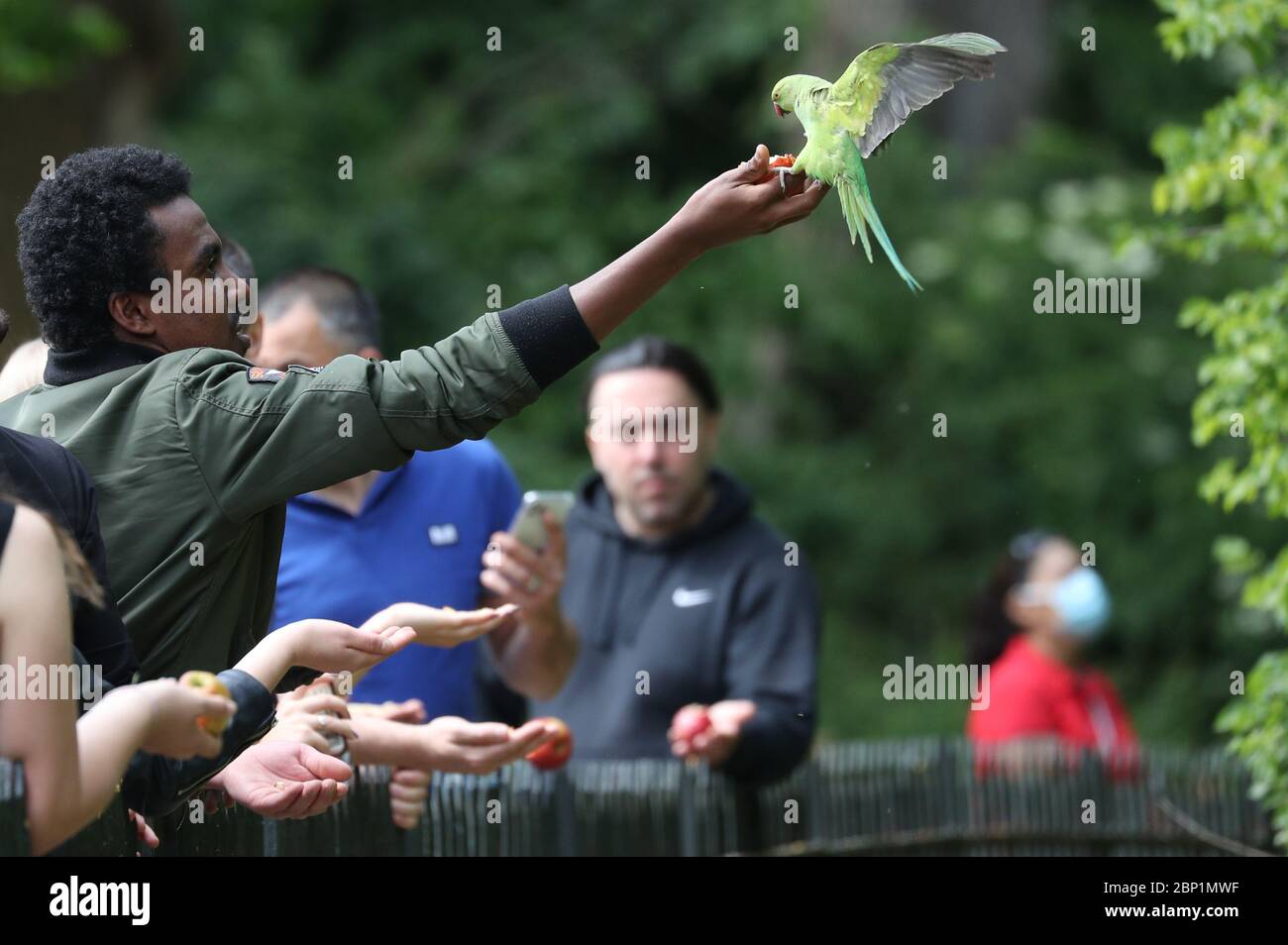 Parakeets london hi-res stock photography and images - Alamy