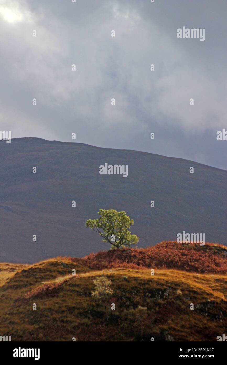 Lone tree on hilltop near Glenfinnan Viaduct, Scotland Stock Photo - Alamy