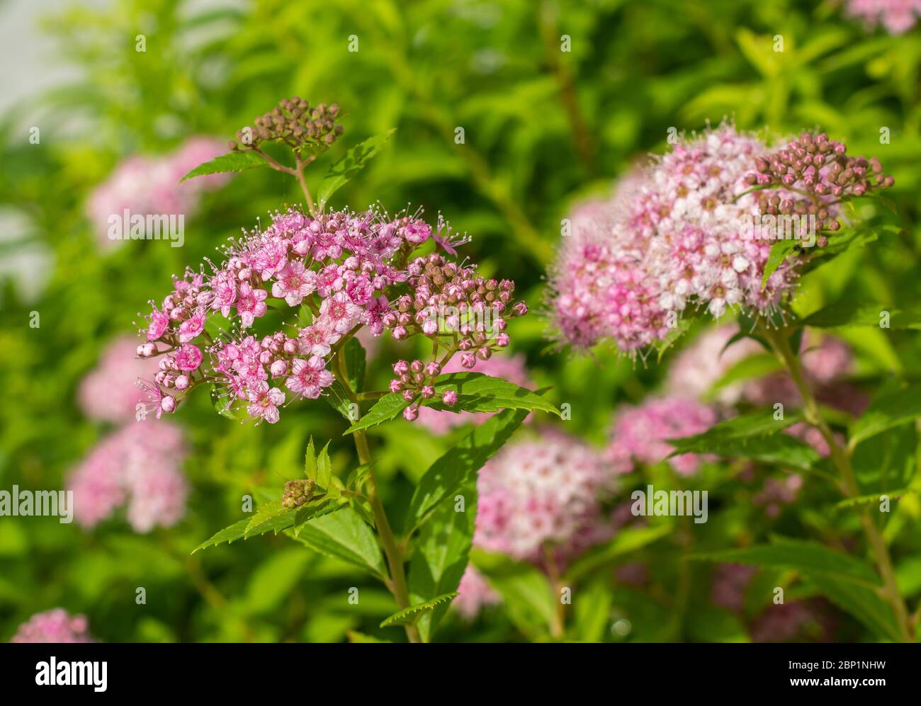 Spiraea japonica hi-res stock photography and images - Alamy