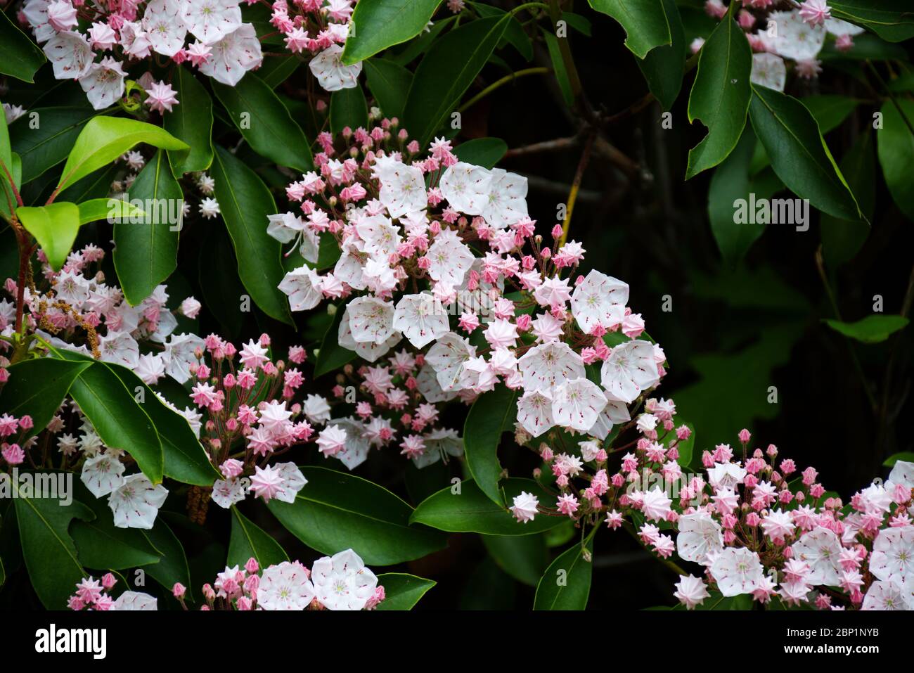 Mountain laurels are now in bloom in the Virginia Blue Ridge Mountains ...