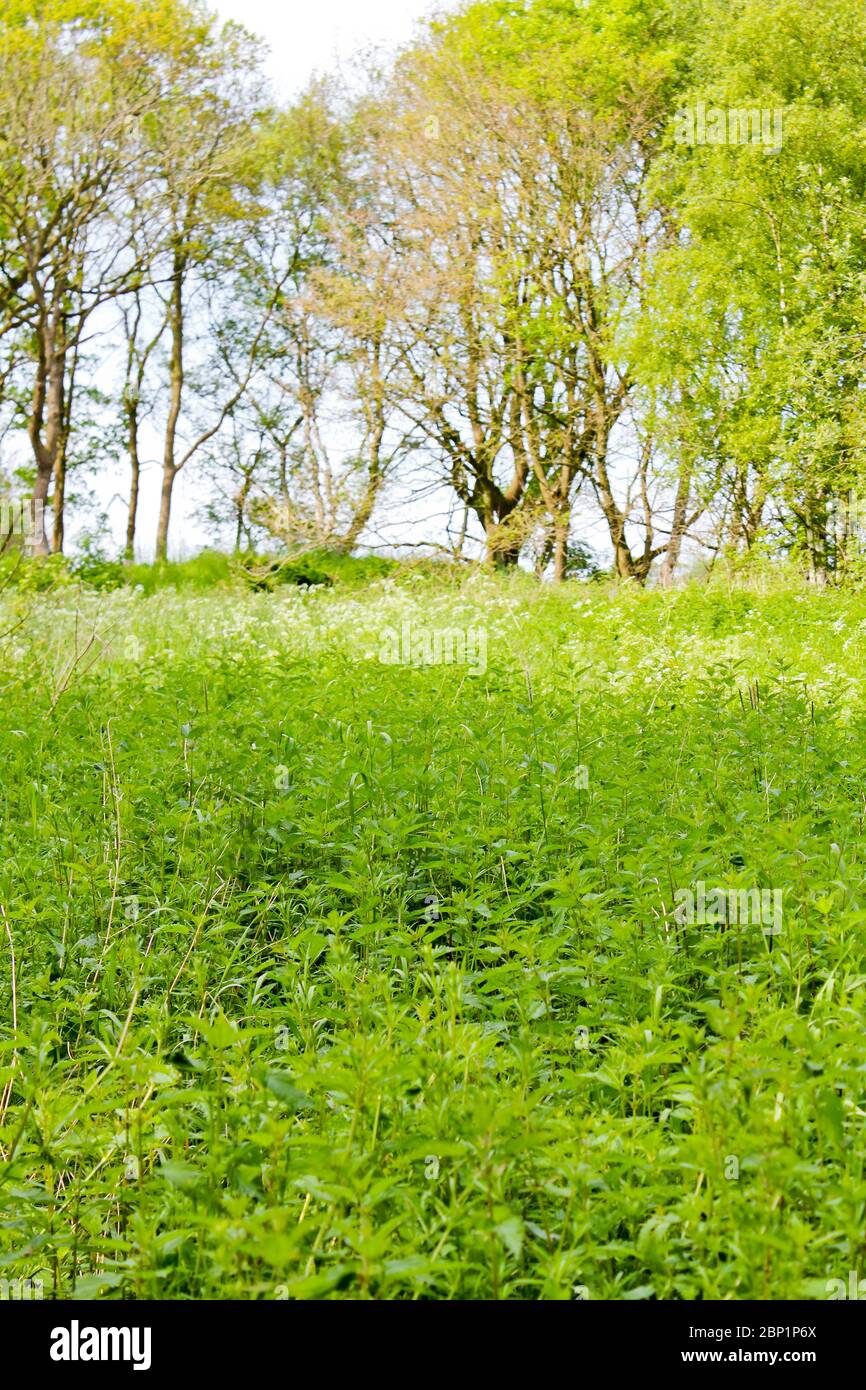 Nettle field in the sunshine in front of the forest. Germany Stock ...