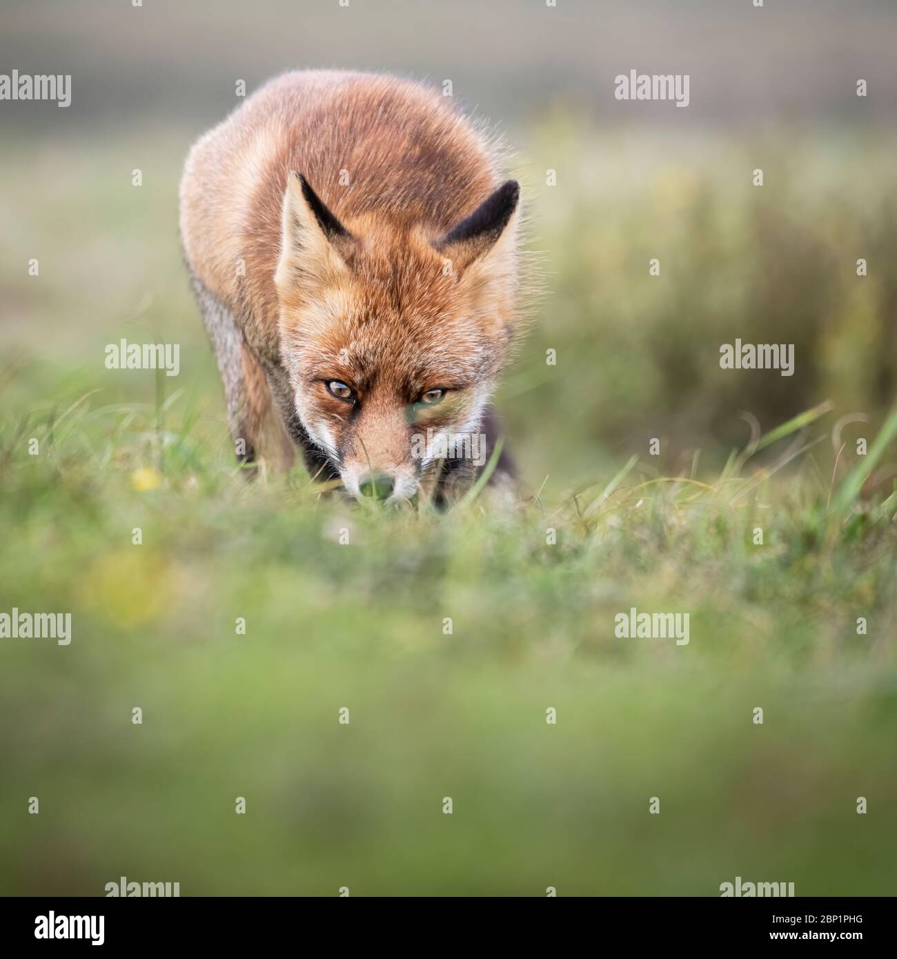 Zandvoort, Holland, Amsterdam Coast a European Red Fox out hunting ...