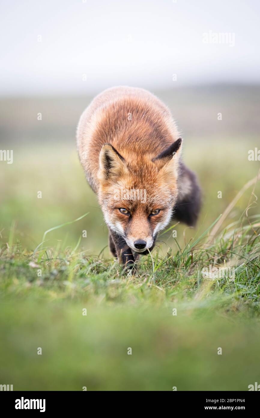 Zandvoort, Holland, Amsterdam Coast a European Red Fox out hunting ...
