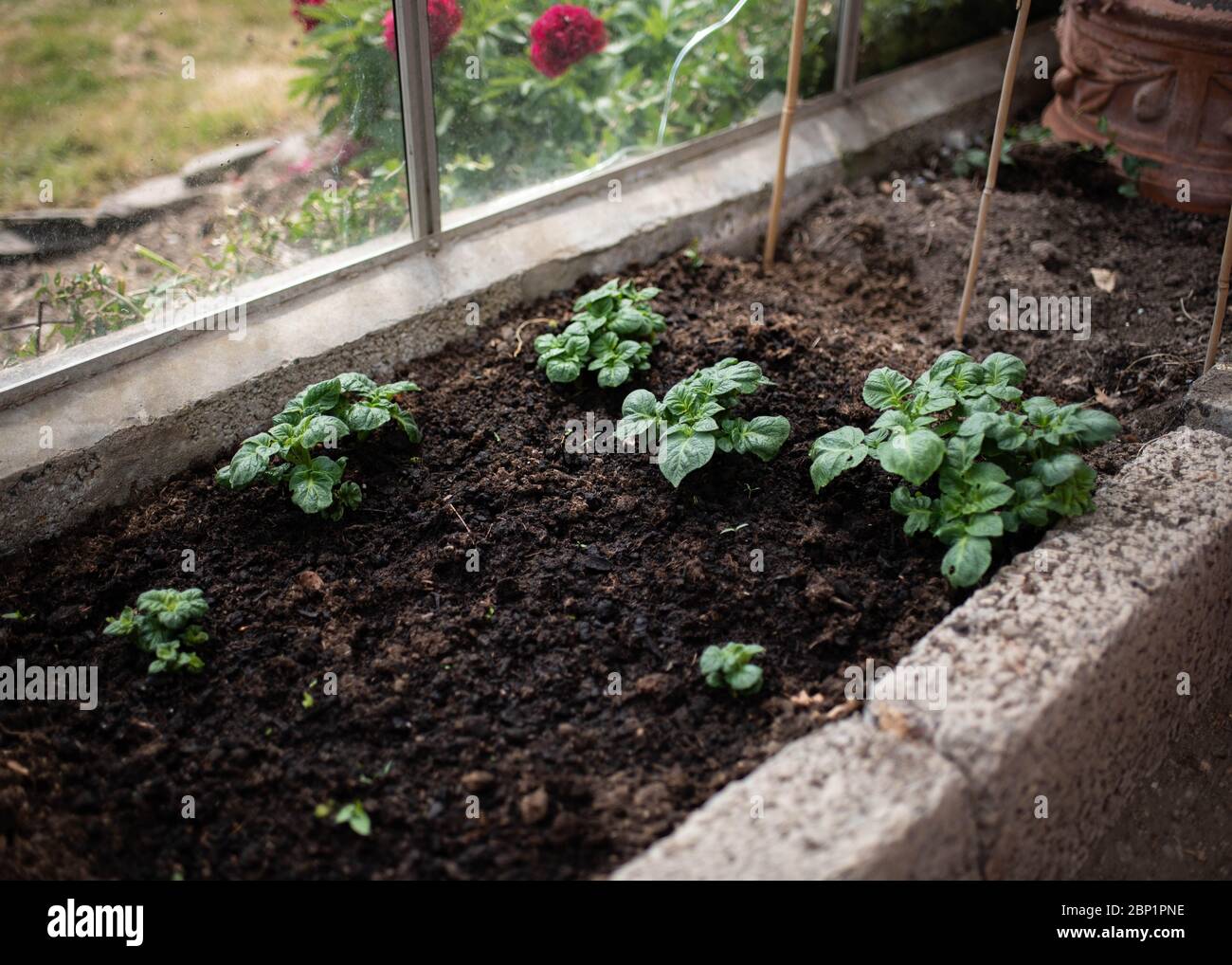 Potato leaf plant healthy hi-res stock photography and images - Alamy