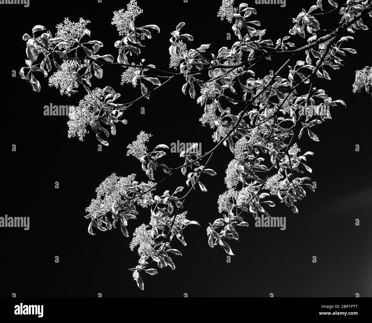 Spring blossoms on tree Black and White Stock Photos & Images - Alamy