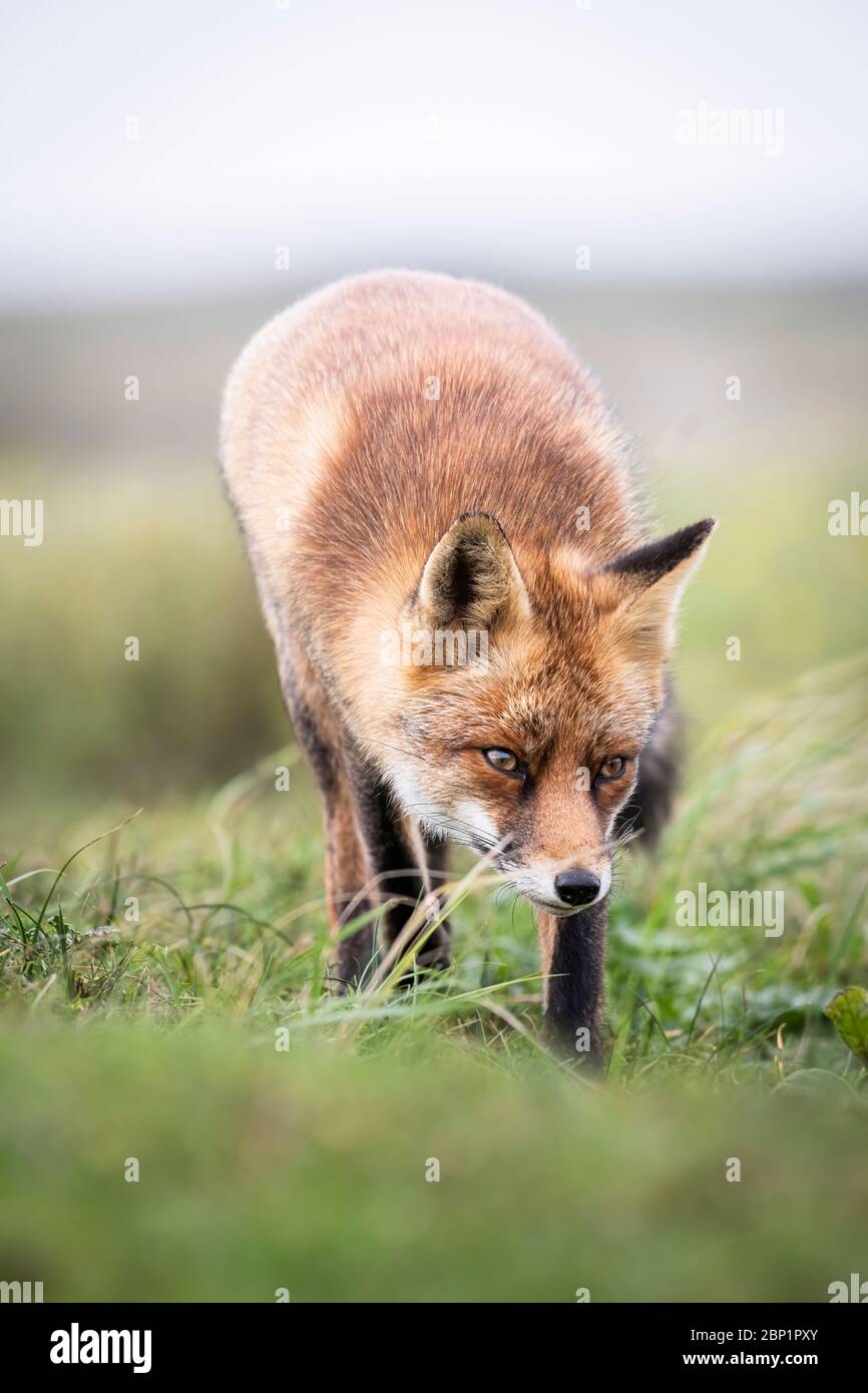 Zandvoort, Holland, Amsterdam Coast a European Red Fox out hunting ...