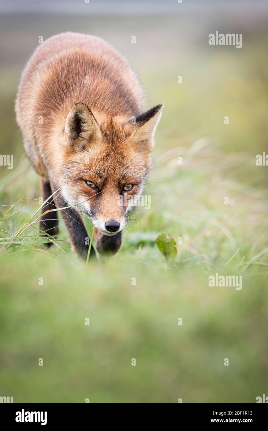 Zandvoort, Holland, Amsterdam Coast a European Red Fox out hunting ...