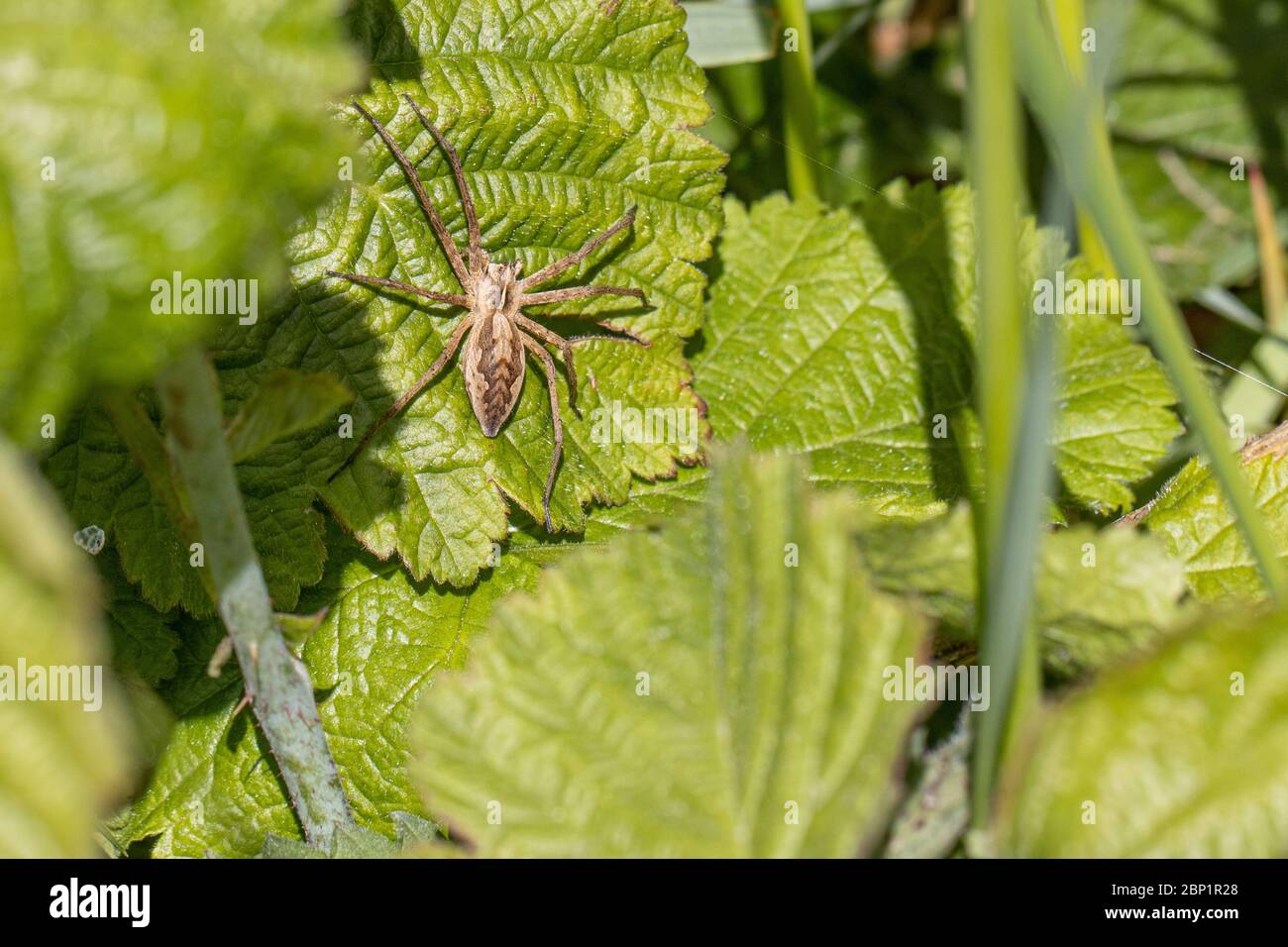 List spider hi-res stock photography and images - Alamy