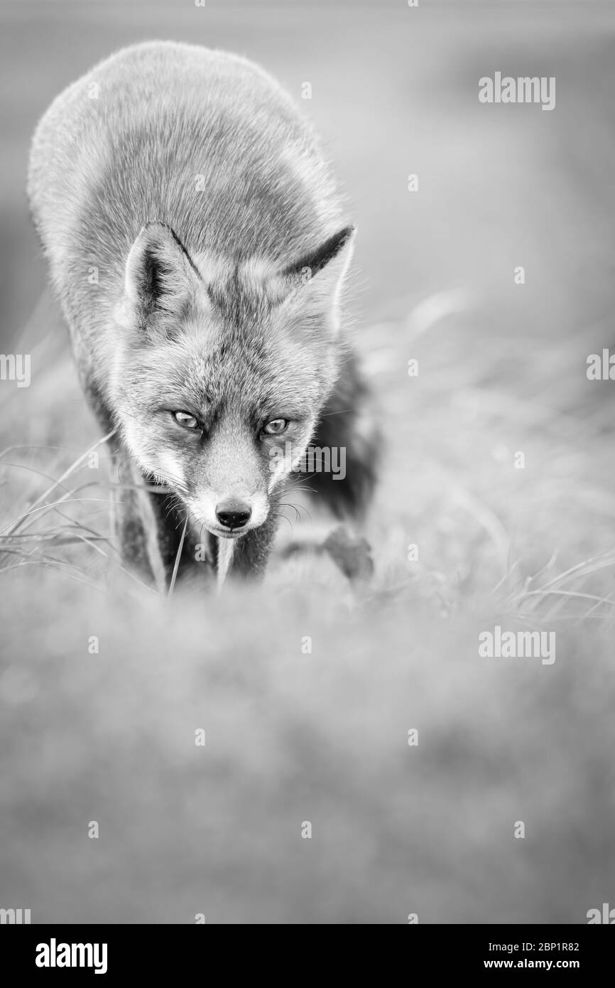 Zandvoort, Holland, Amsterdam Coast a European Red Fox out hunting ...