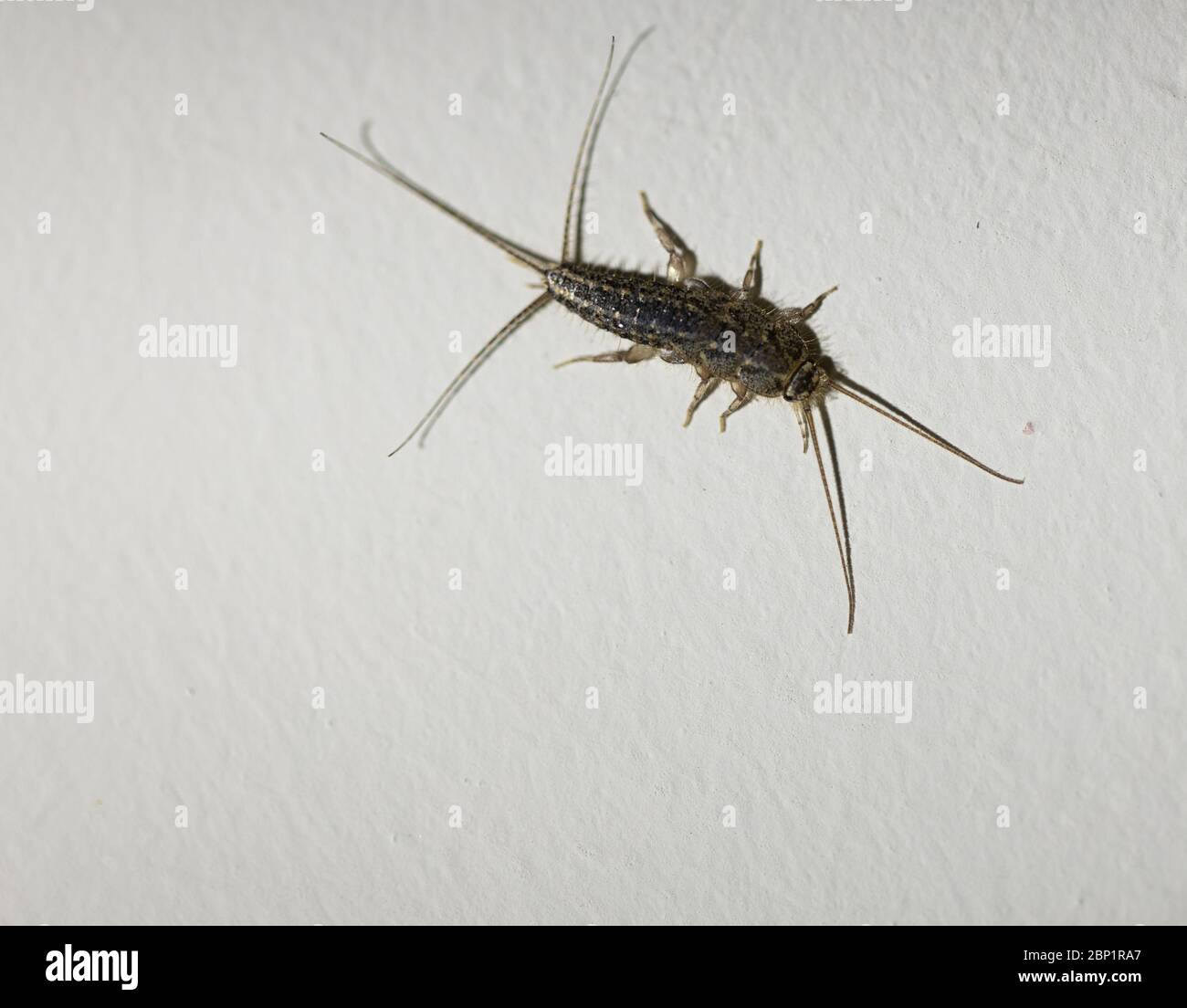 Photo of the Latin name Lepisma saccharina insect taken on white wall ...