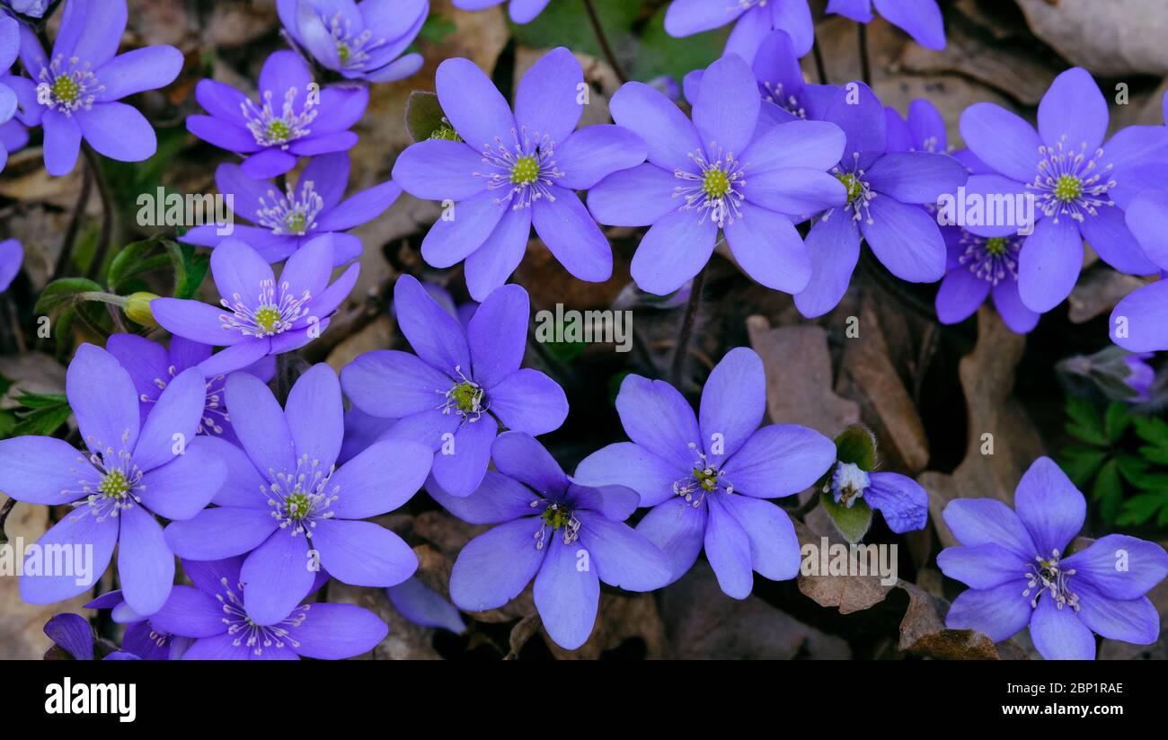 Round-lobed hepatica (Hepatica triloba), early springtime, Bialowieza ...