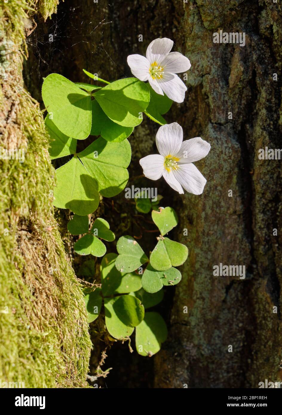Flowering Wood-sorrel plant in hollow tree closeup, Bialowieza Forest ...