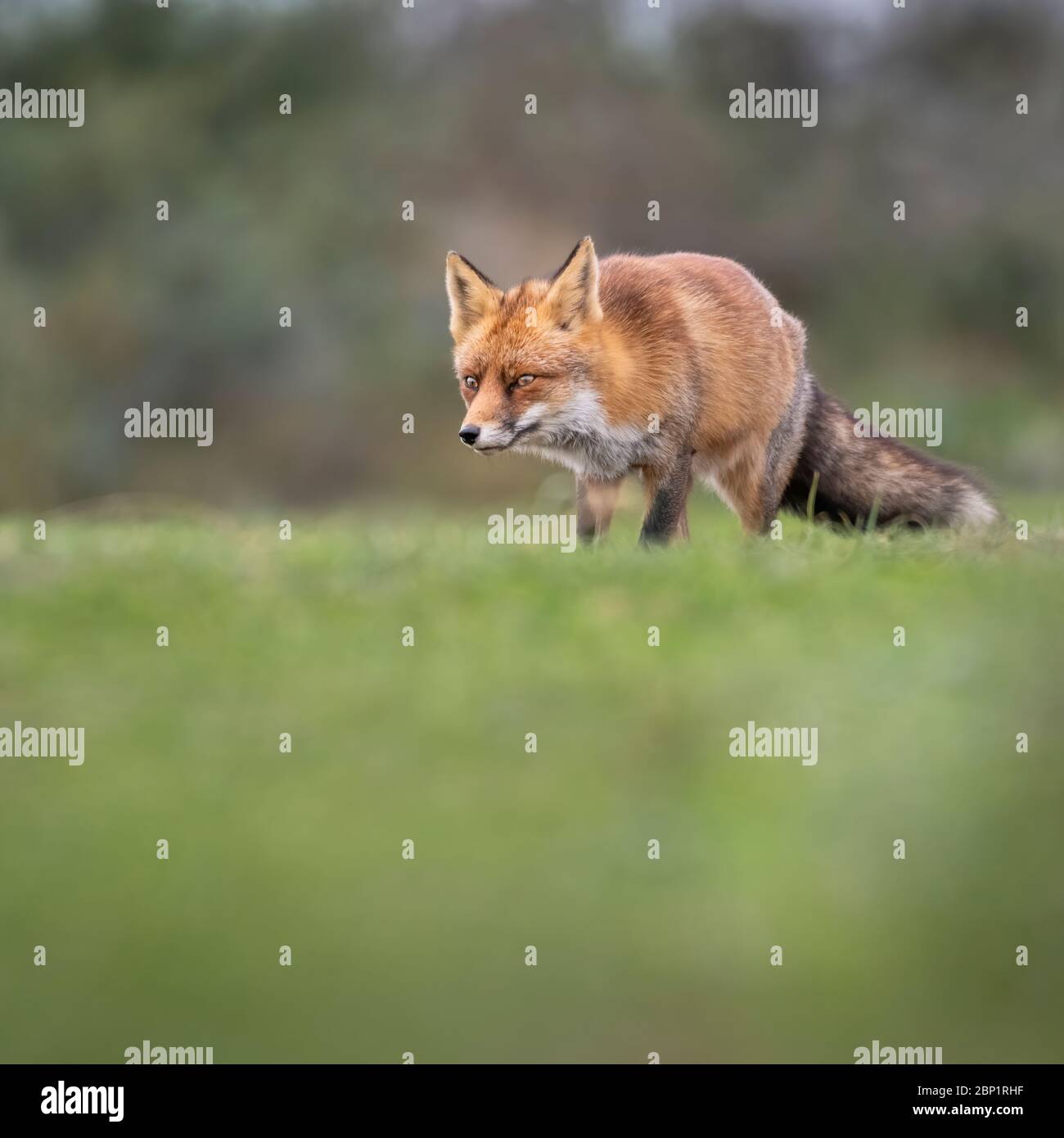Zandvoort, Holland, Amsterdam Coast a European Red Fox out hunting ...