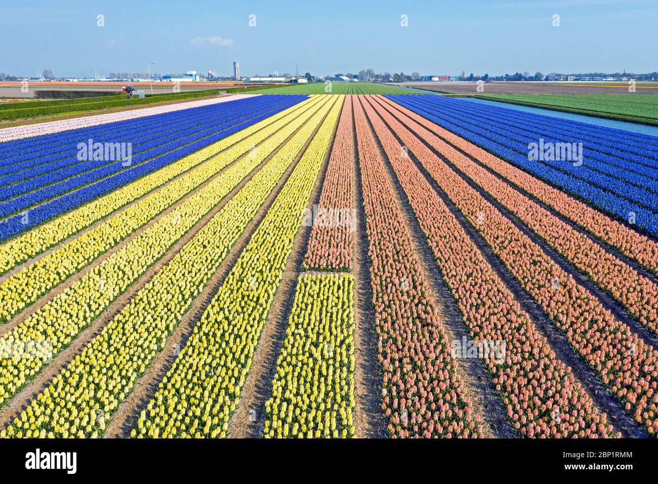 Aerial from blossoming hyacinth fields in the Netherlands Stock Photo ...