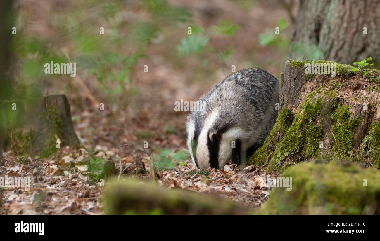 Badger digging hi-res stock photography and images - Alamy