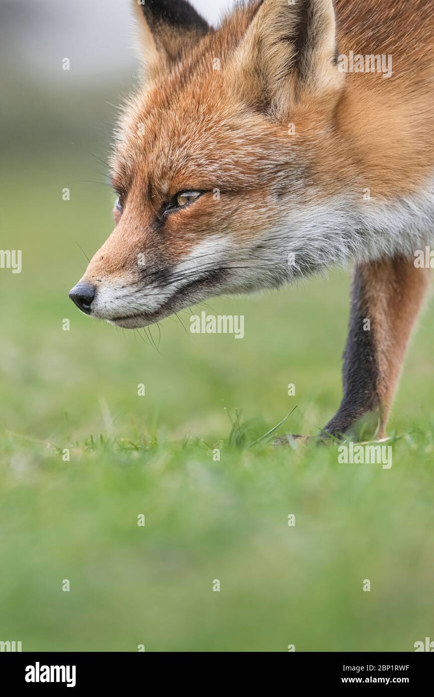 Zandvoort, Holland, Amsterdam Coast a European Red Fox out hunting ...