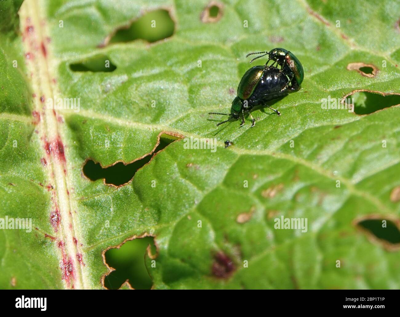 Metallic green, reddish or also bluish shining dock beetle, females at ...
