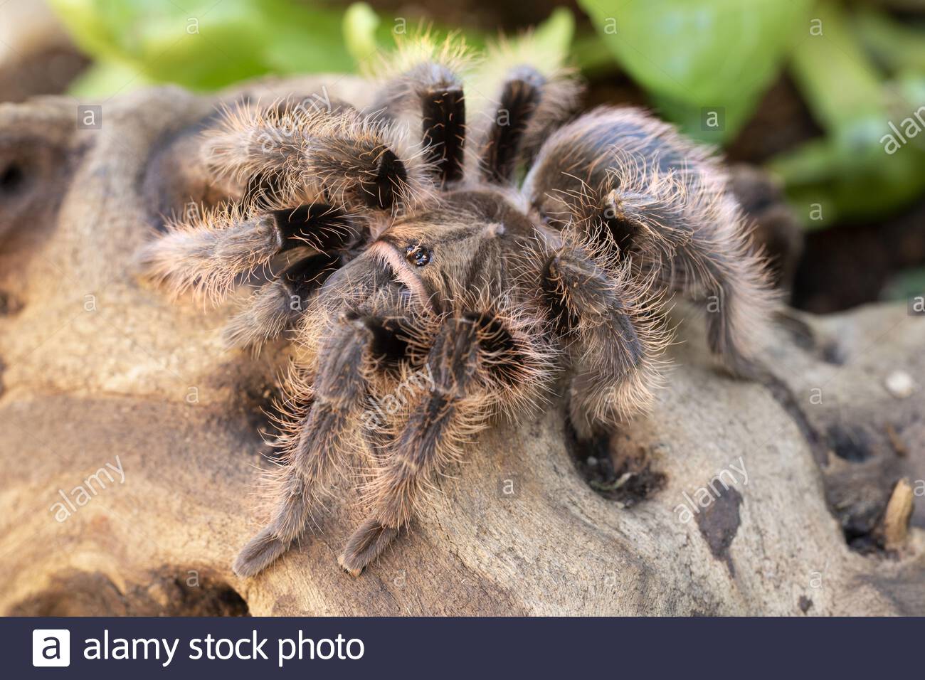Hairy Brown Pet Tarantula Spider High Resolution Stock Photography and ...