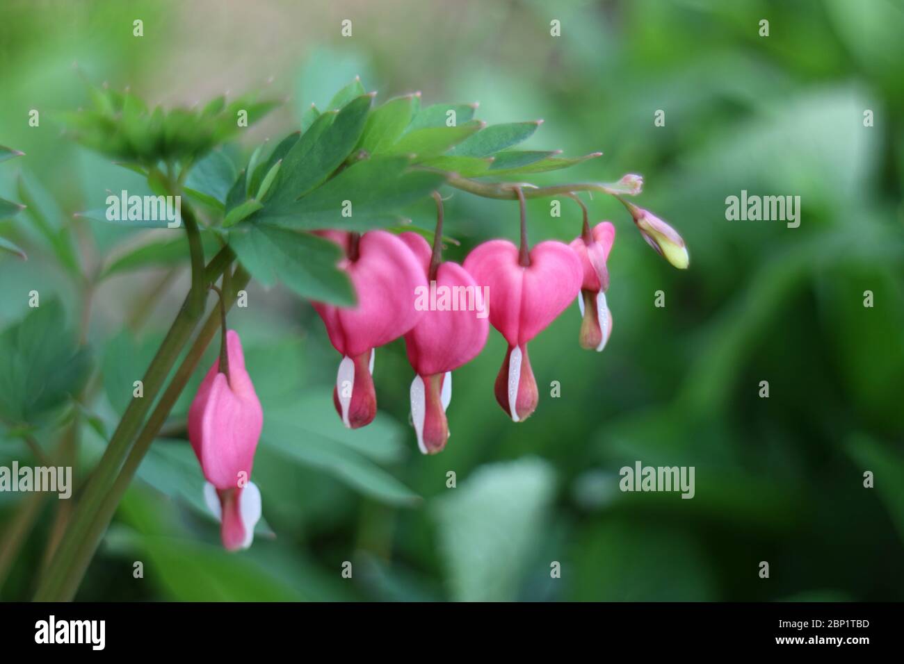 Bleeding hearts in garden hi-res stock photography and images - Alamy