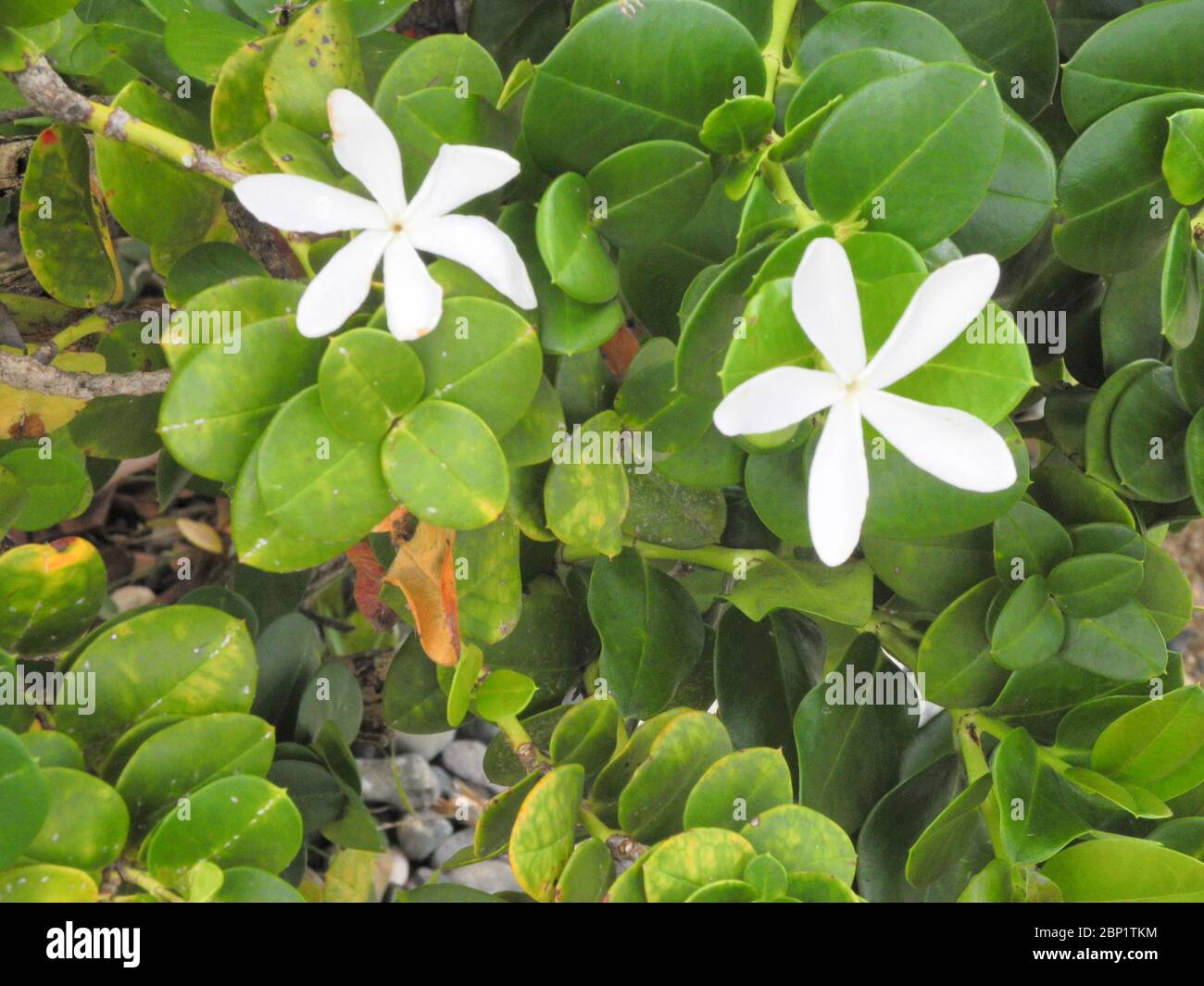 LOCAL TYPICAL WILD FLOWERS ST THOMAS USVI Stock Photo - Alamy