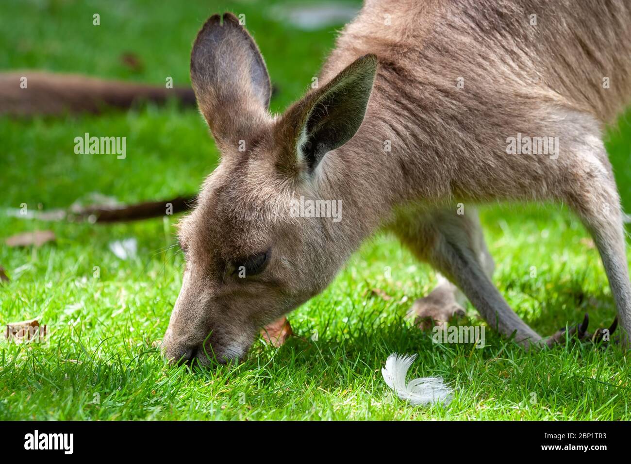 Eastern grey kangaroo (Macropus giganteus) marsupial mammal eating fresh green grass, family ...