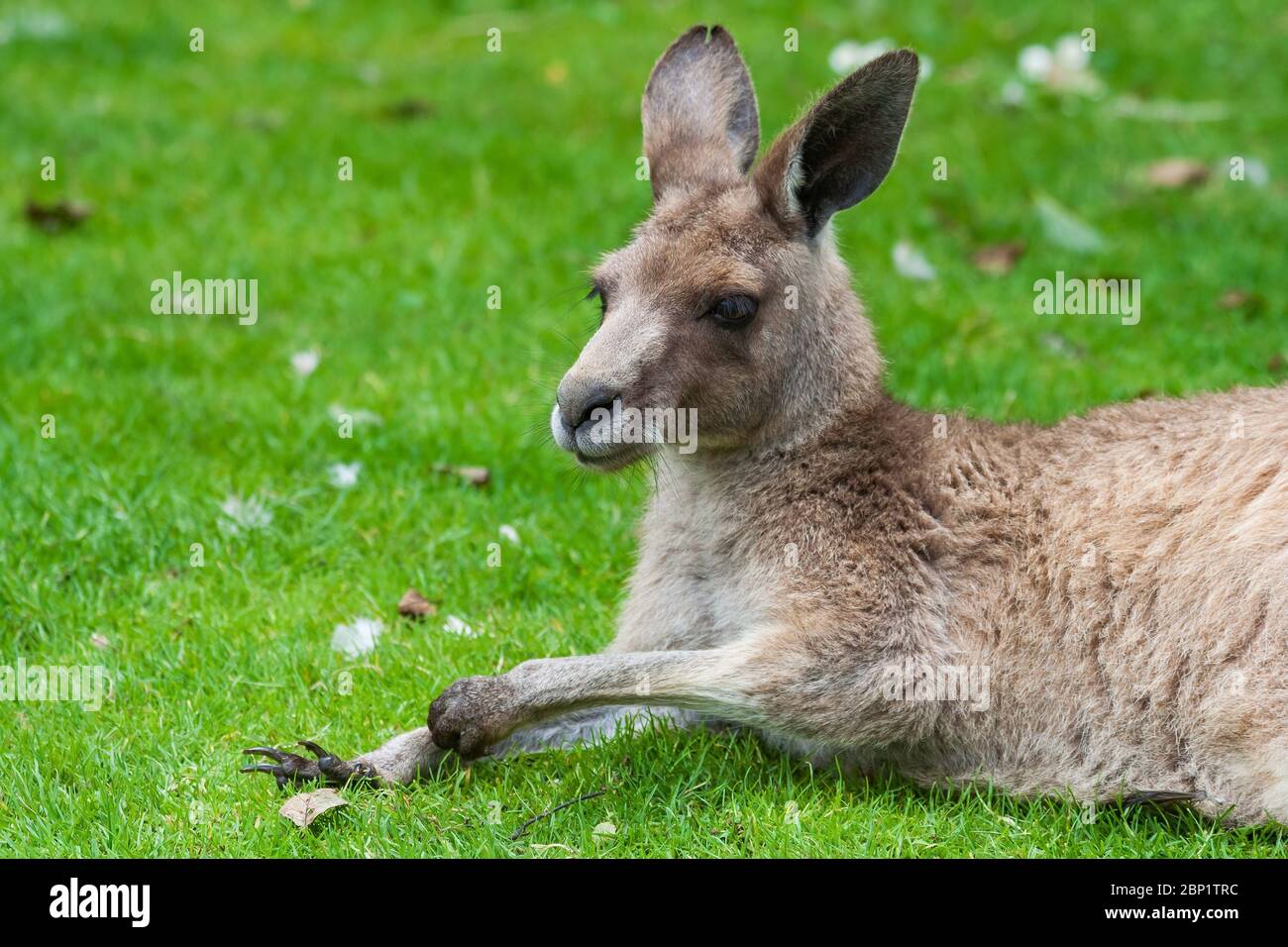 Eastern grey kangaroo (Macropus giganteus) large marsupial mammal in ...