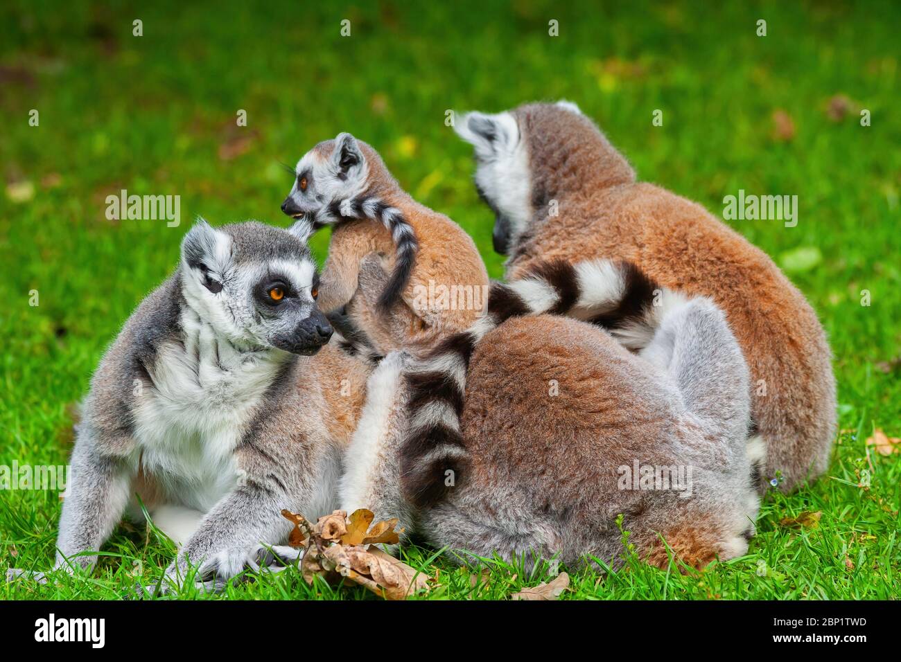 Ring-tailed lemurs (Lemur catta) on green meadow, family: Lemuridae ...