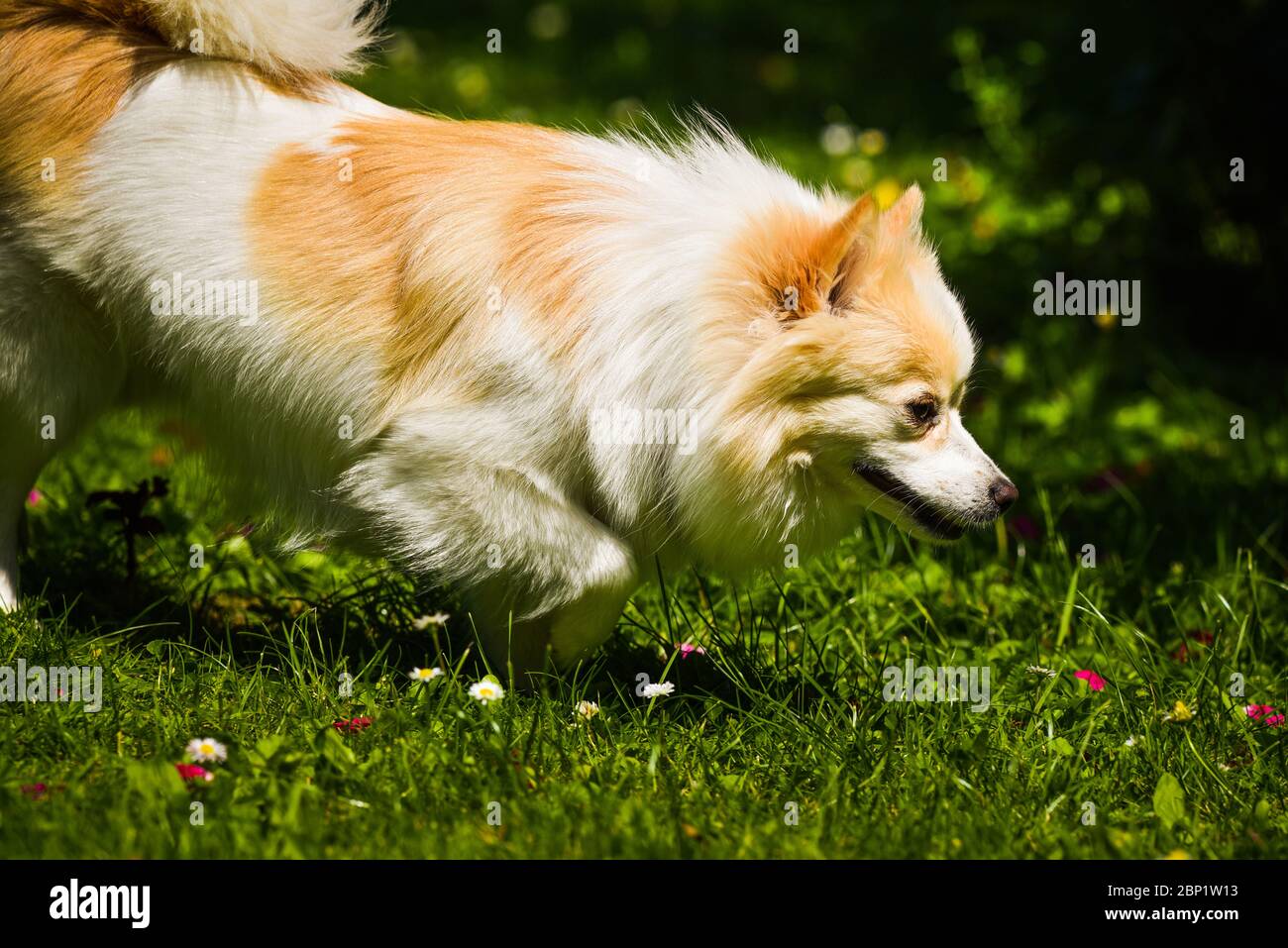 German Spitz dog portrait. Pomeranian dog outdoors on sunny day Stock ...