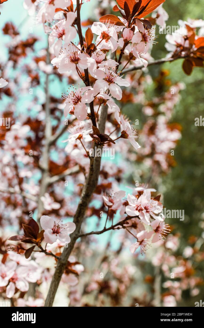 Almond tree closeup in bloom with flower flowers Blue sky pink Stock ...