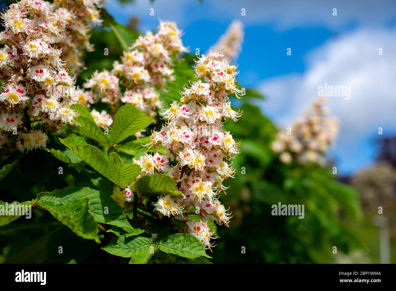 Spring white blossom of chesnut trees in sunny day Stock Photo - Alamy