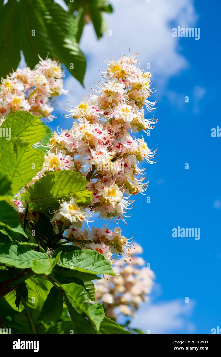 Spring white blossom of chesnut trees and pollination on flowers by ...