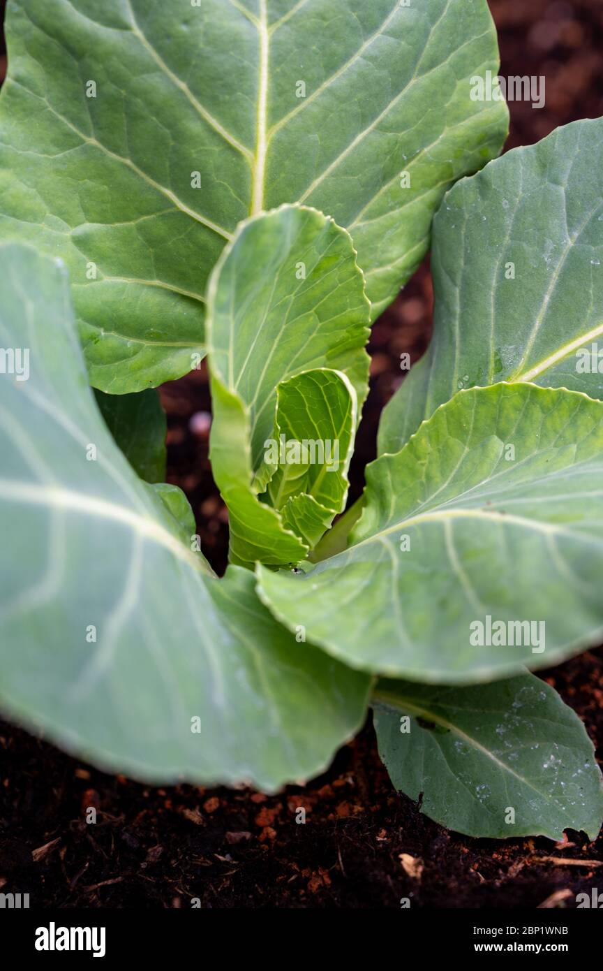 Young shoots of white cabbage plant growing on organic farm close up ...