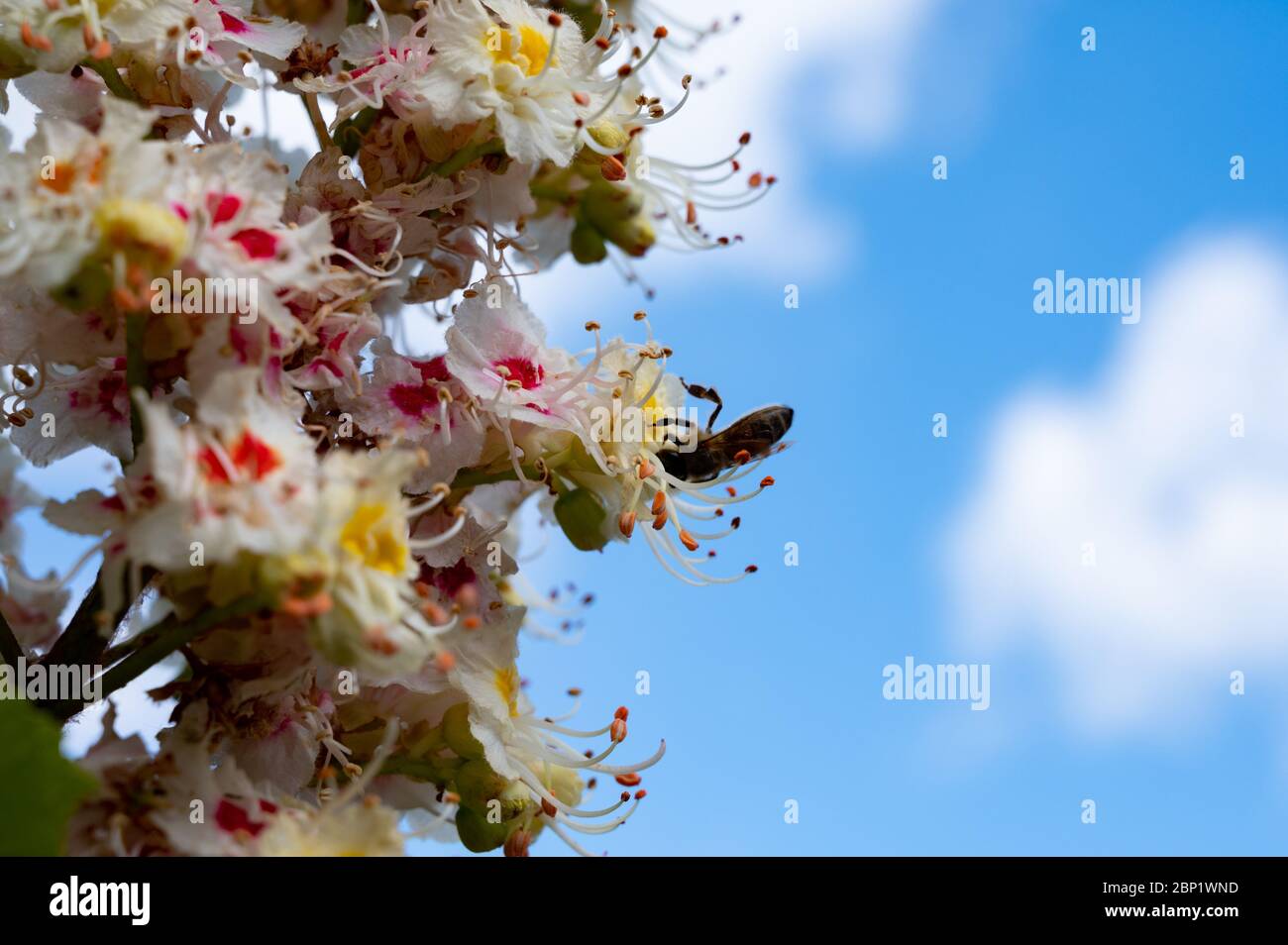 Spring white blossom of chesnut trees and pollination on flowers by ...