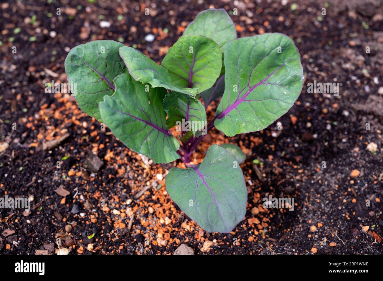Young shoots of purple Brussels sprouts cabbage plant growing on ...