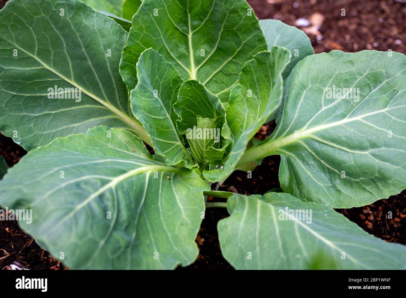 Young shoots of white cabbage plant growing on organic farm close up ...