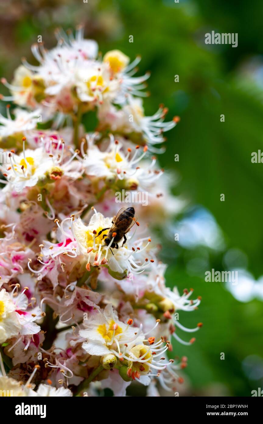 Spring white blossom of chesnut trees and pollination on flowers by ...