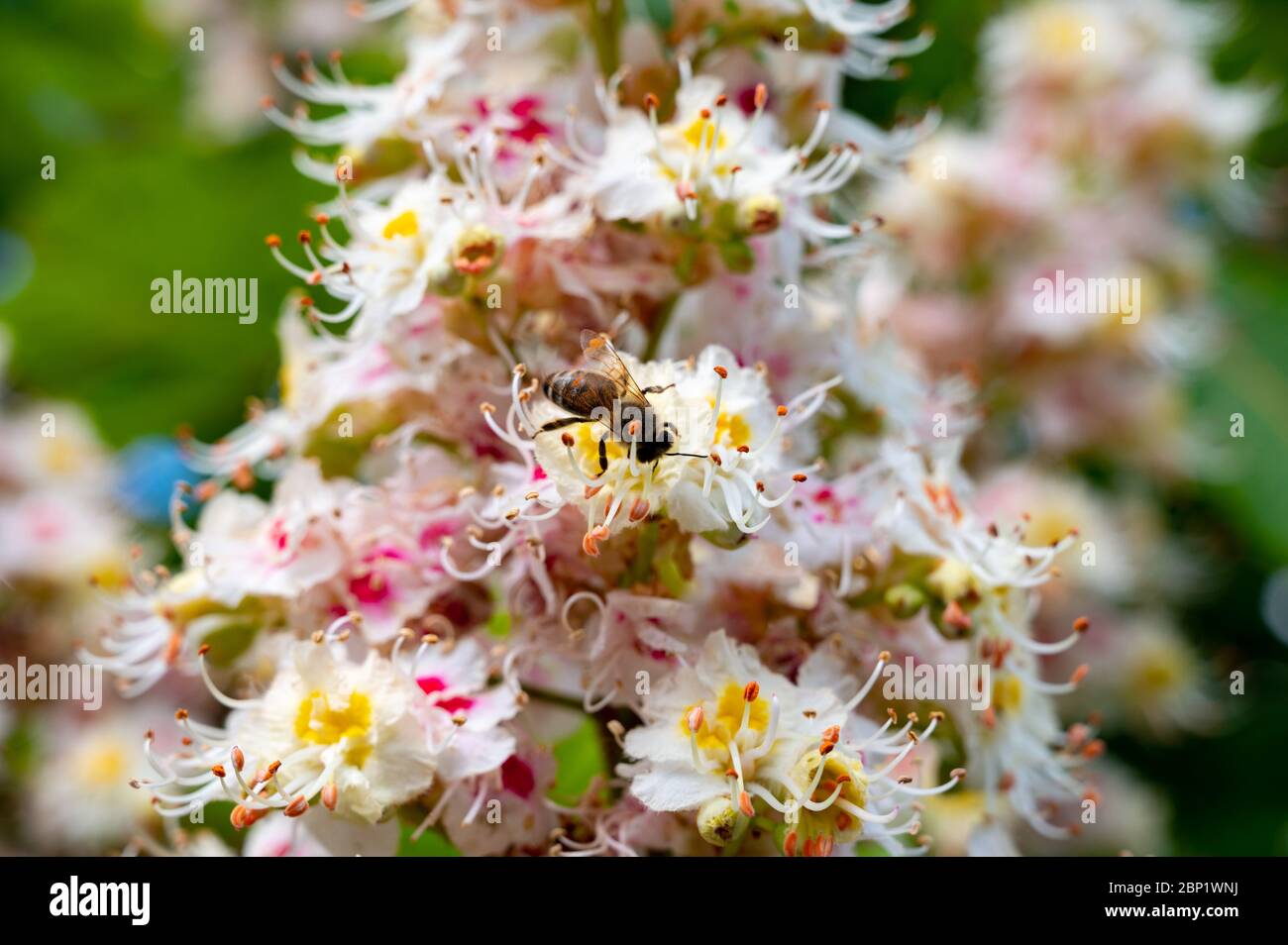 Spring white blossom of chesnut trees and pollination on flowers by ...