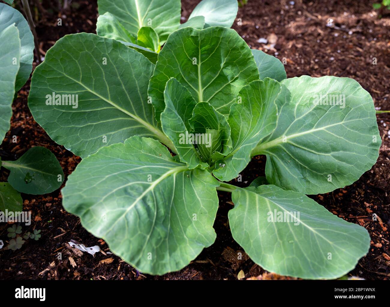 Young shoots of white cabbage plant growing on organic farm close up ...